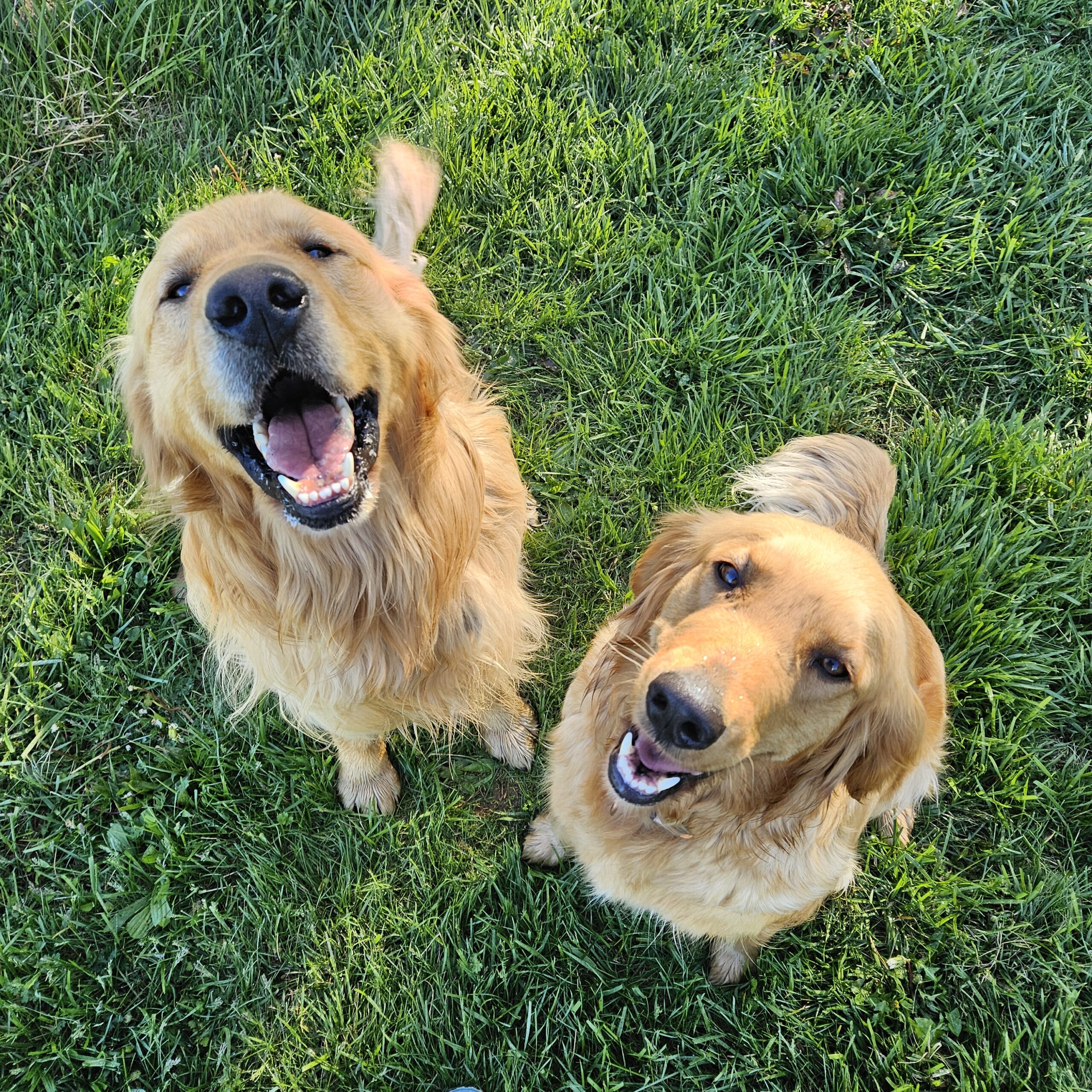 Golden Retriever Puppies – ThorneBrook Farms